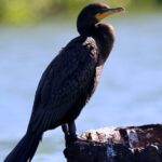 Adventure and Wildlife Watch Kayak Rentals in Sarasota - FAQs