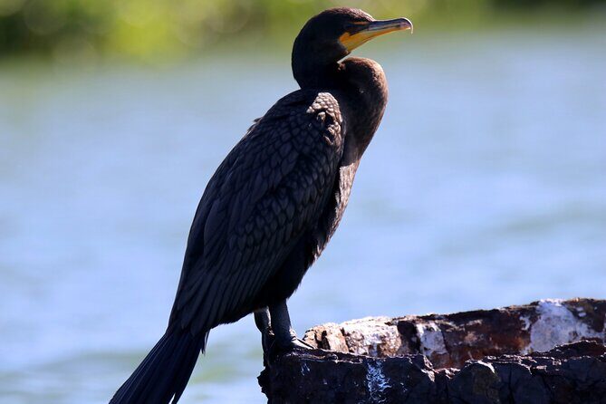 Adventure and Wildlife Watch Kayak Rentals in Sarasota - FAQs