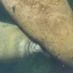 Afternoon Crystal River Ecological Boat Tour - Value and Pricing: Is It Worth It?