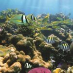 Afternoon Hawaiian Green Sea Turtle and Dolphin Snorkel and Sail - FAQ