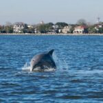 Afternoon Schooner Sightseeing Dolphin Cruise on Charleston Harbor - Final Thoughts: Who Will Love This Cruise?