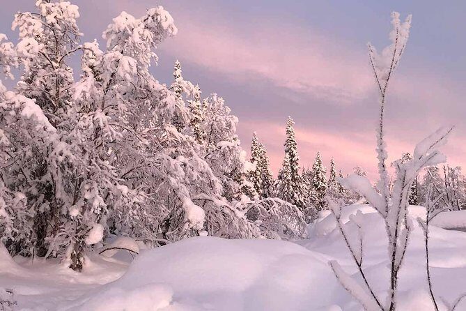 Afternoon Snowmobile Tour - Authentic Reviews and Personal Experiences