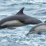 Afternoon Whale Watch - The Vessel and Viewing Experience