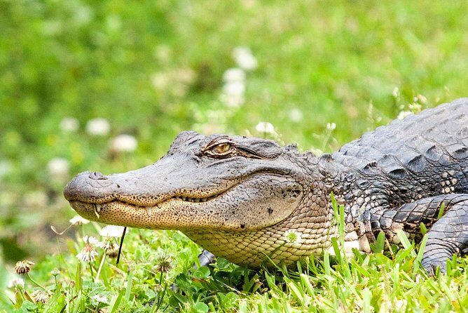 Airboat Ride with Transportation from New Orleans - Who Is This Tour Best For?