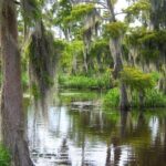 Airboat Swamp and Destrehan Plantation Tour from New Orleans - Who Should Consider This Tour?