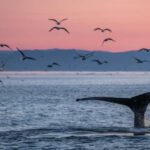 Akureyri: Arctic Coastline & Whale Watching - Who Should Consider This Tour?