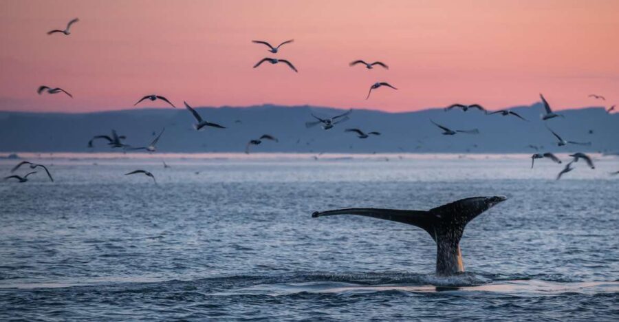 Akureyri: Arctic Coastline & Whale Watching - Who Should Consider This Tour?