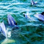 Alabama Gulf Coast Dolphin Cruise - Detailed Breakdown of the Tour
