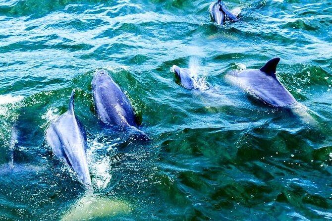 Alabama Gulf Coast Dolphin Cruise - Detailed Breakdown of the Tour