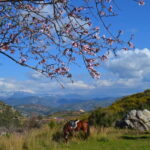 Alanya: Horseback Ride Through Nature near Syedra Ruins - The Authenticity and Ethical Appeal of This Tour