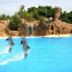 Alanya: Sealanya Dolphinpark Dolphin Show Tour - An In-Depth Look at What the Tour Offers