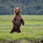 Alaska Bear Viewing Adventure from Seward - Final Thoughts