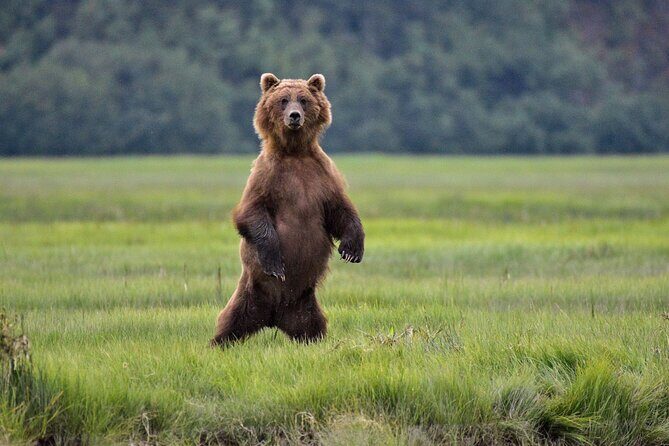 Alaska Bear Viewing Adventure from Seward - Final Thoughts