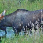 Alaska Railroad Hurricane Turn RoundTrip Talkeetna - Hurricane Flagstop Same Day - Final Thoughts