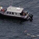 Alaska Whale Watching with bonus Drone viewing of Whales - What to Expect on the Tour