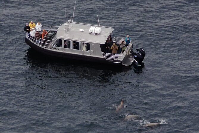 Alaska Whale Watching with bonus Drone viewing of Whales - What to Expect on the Tour