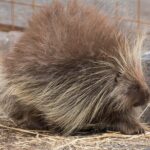 Alaska Wildlife Day Tour with Free Hotel Pickup - The Experience Through Travelers’ Eyes