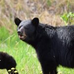 Alaska Wildlife Safari and Sightseeing Tour - An In-Depth Look at the Tour Experience