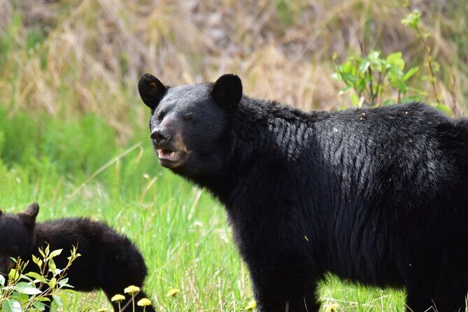 Alaska Wildlife Safari and Sightseeing Tour - An In-Depth Look at the Tour Experience