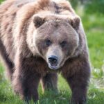 Alaska Wildlife Tour - FAQs