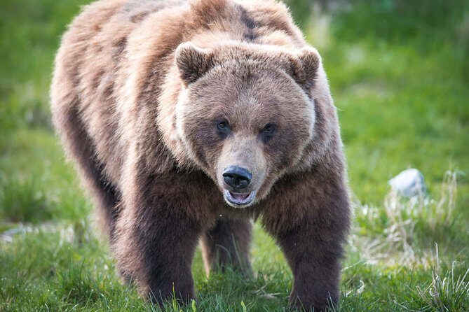 Alaska Wildlife Tour - FAQs