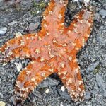 Alaska Wildlife Waterfall Tours - Who Will Appreciate This Tour?