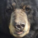 Alaskan Bear Encounter by Land & Sea - The Value: Worth the Price?