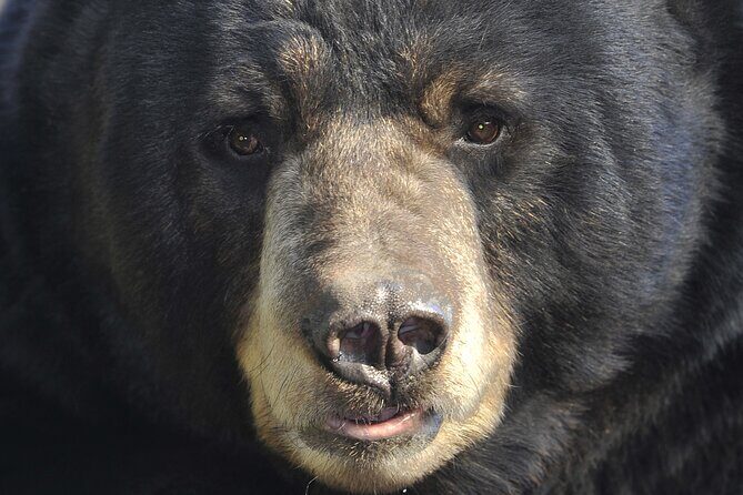 Alaskan Bear Encounter by Land & Sea - The Value: Worth the Price?