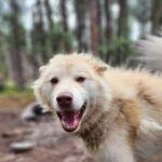 Alaskan Sled Dog Excursion in Fairbanks - The Experience’s Impact and Who Should Consider It