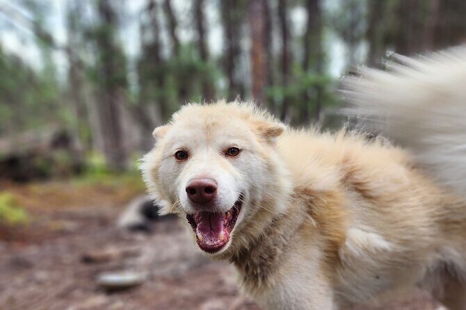 Alaskan Sled Dog Excursion in Fairbanks - The Experience’s Impact and Who Should Consider It