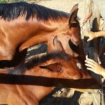 Alcamo Farm Animals and Aromatic Garden - Practical Details and Tips