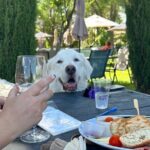 Alcantara Estate Vineyards Tasting Experience - Deep Dive: What You’ll Experience