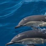 Algarve Dolphin Watching & Marine Life Eco Tour - Who Will Love This Tour?