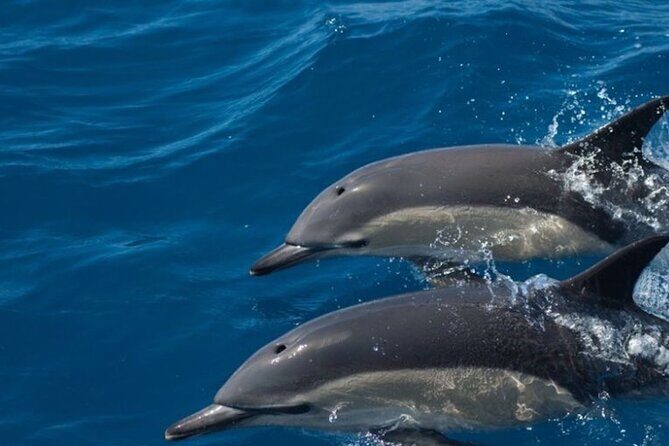 Algarve Dolphin Watching & Marine Life Eco Tour - Who Will Love This Tour?