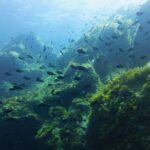 Alghero - Dolphin Watching and Guided Snorkeling (summer tour) - Who Will Love This Tour?
