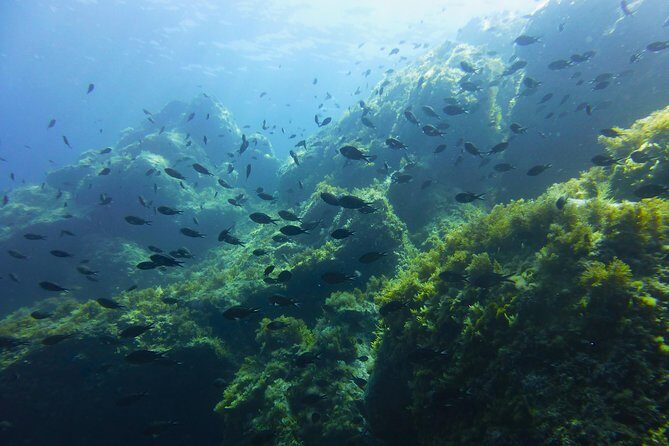 Alghero - Dolphin Watching and Guided Snorkeling (summer tour) - Who Will Love This Tour?