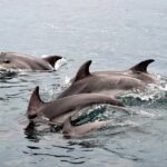 Alghero - Dolphin Watching (Spring & Autumn Tour) - The Value of Price and Group Size
