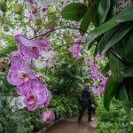 All-Garden Pass for the New York Botanical Garden - Exploring the Garden Itinerary: What to Expect