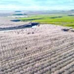 Almond Bloom Adventure: Nature's Art - Audio Driving Tour - The Narration and Content: Authentic Stories from Modesto