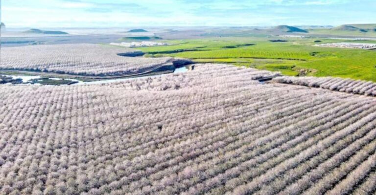 Almond Bloom Adventure: Nature's Art - Audio Driving Tour - The Narration and Content: Authentic Stories from Modesto