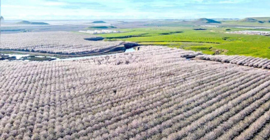 Almond Bloom Adventure: Nature's Art - Audio Driving Tour - The Narration and Content: Authentic Stories from Modesto