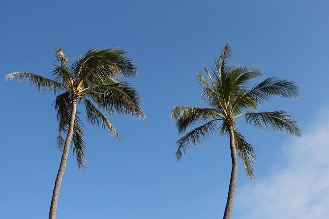 Aloha Scooter Tours - Benefits for Different Travelers