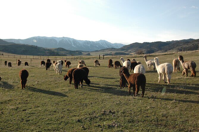 Alpaca and Llama Farm Tour - A Well-Balanced View of the Experience