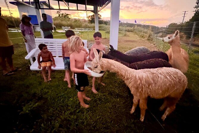 Alpaca Farm Experience on the Road to Hana - The Itinerary Breakdown