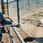Alpine: Lions Tigers & Bears Sanctuary Visit and Feeding - What You Can Expect: A Step-By-Step Look