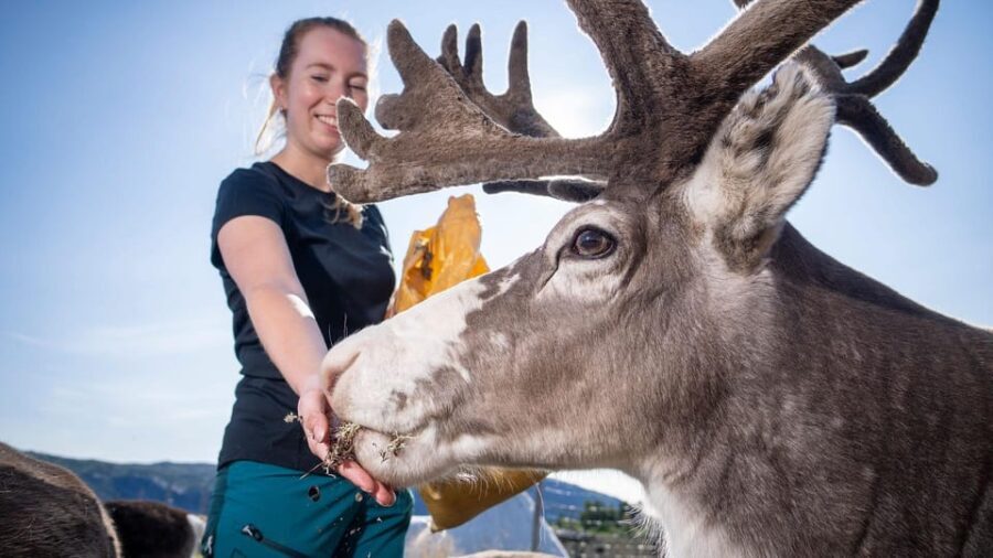 Alta: Reindeer - A carrier of Sámi Culture - Who Will Love This Tour?