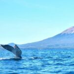 Amazing Whale Watching and Marine Wildlife Shore Excursion - Highlights That Make This Tour Stand Out