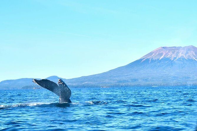 Amazing Whale Watching and Marine Wildlife Shore Excursion - Highlights That Make This Tour Stand Out