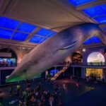 American Museum of Natural History Admission Ticket - Authentic Feedback from Visitors