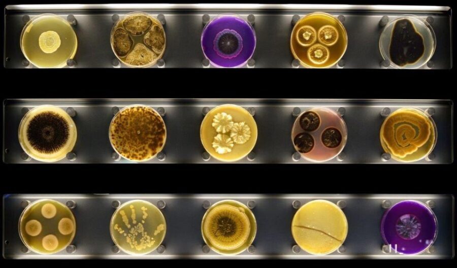 Amsterdam: ARTIS-Micropia Microbe Museum Entry Ticket - The Value for Money